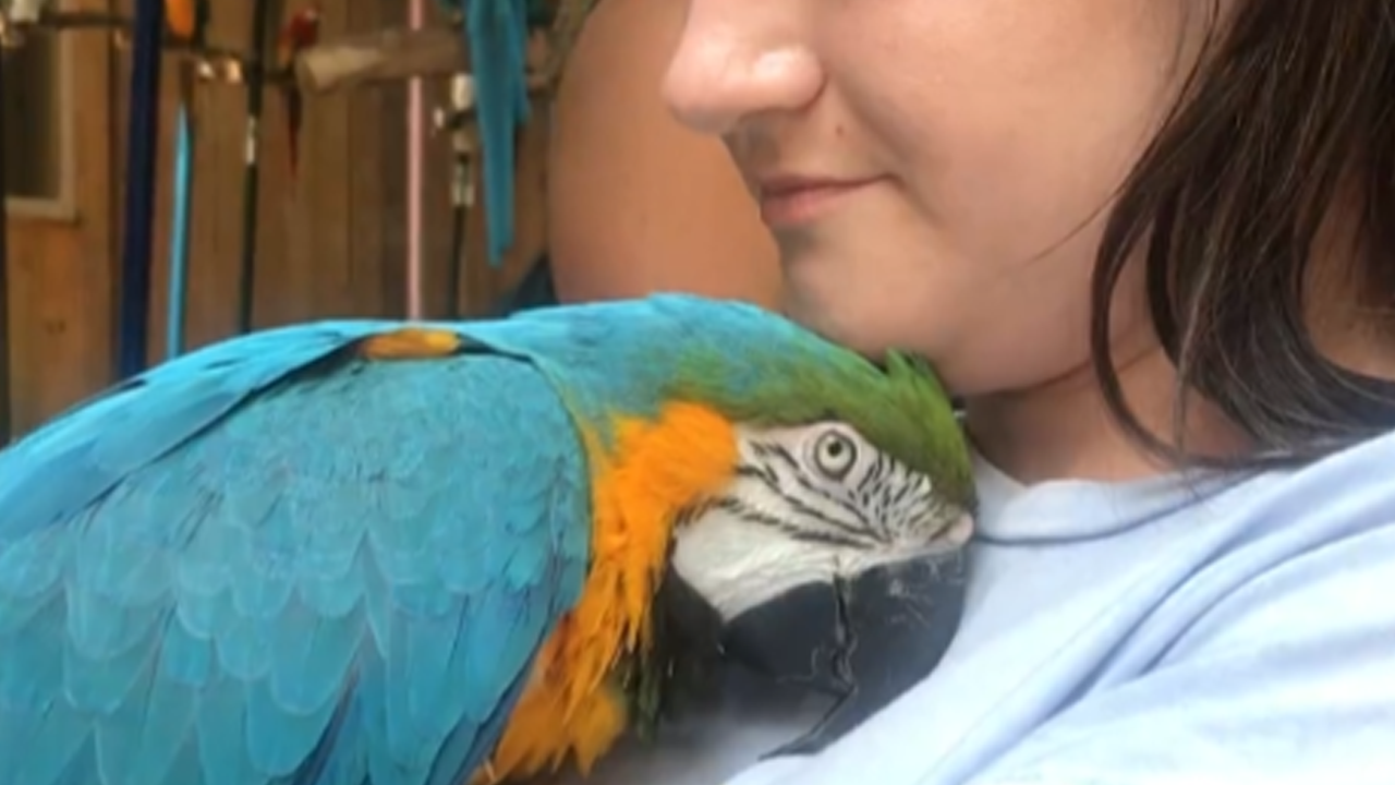 Parrot shares a heartwarming cuddle