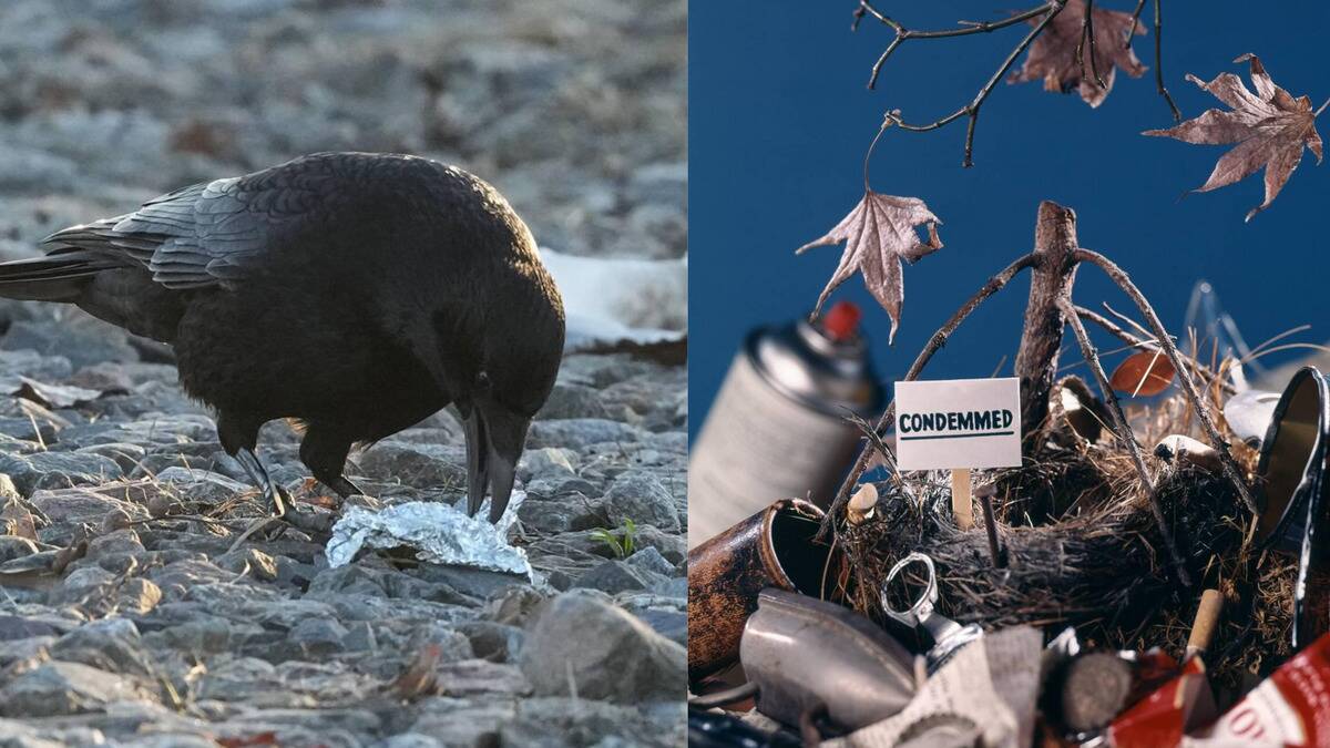 Birds that collect shiny objects for their nests