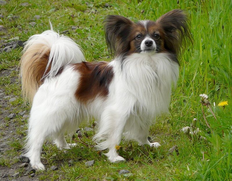 13 dogs that read their owner's body language better than commands
