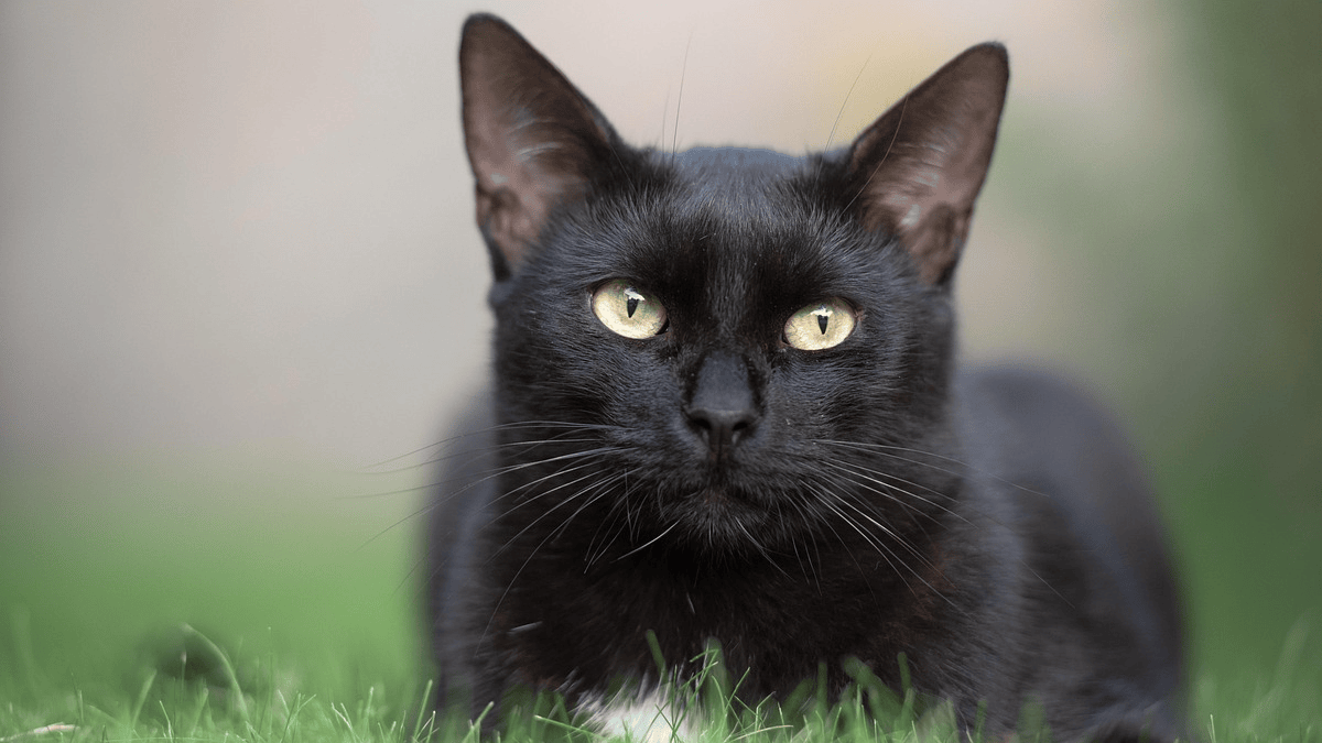 7 countries where cats are considered sacred animals (they are ...