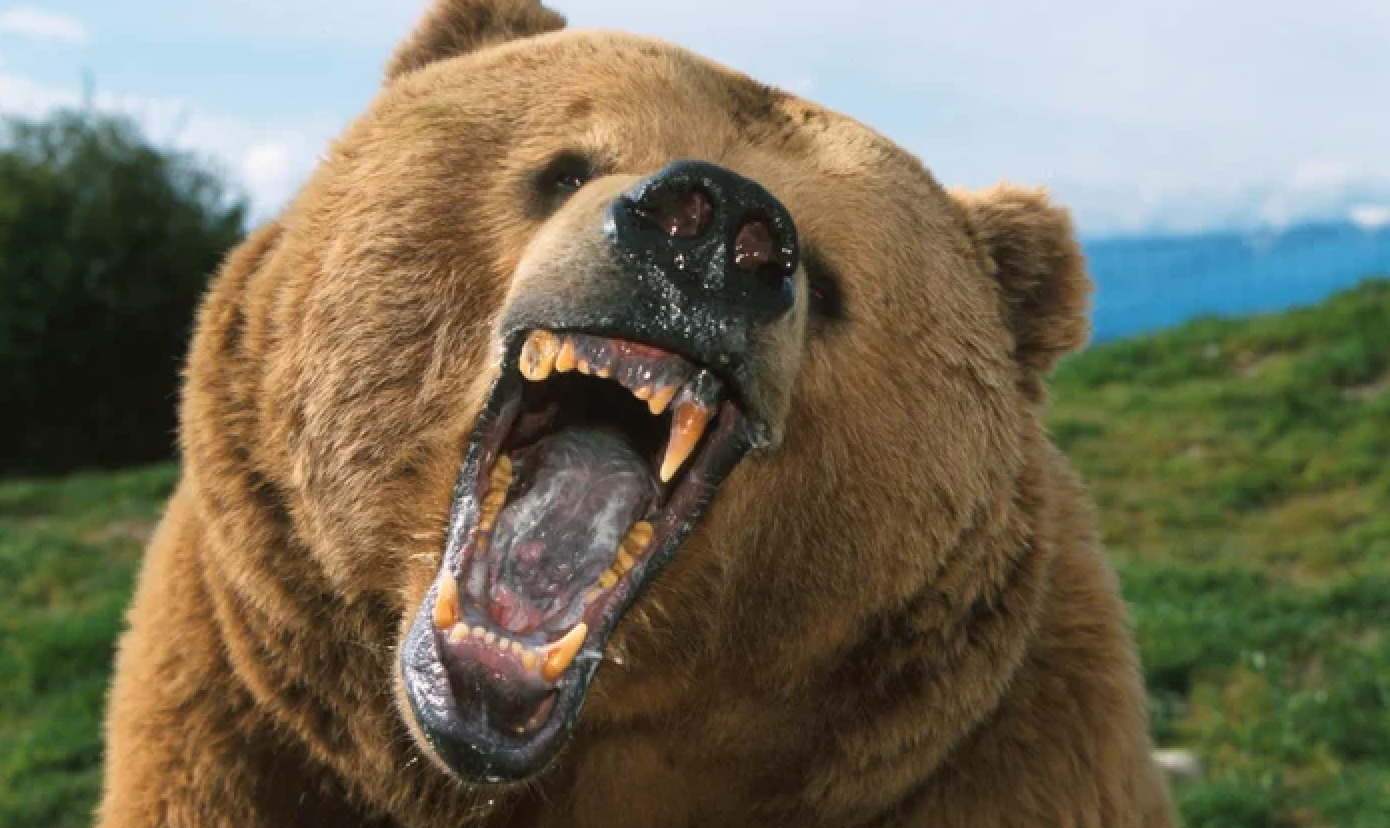 5 animals that will hunt humans