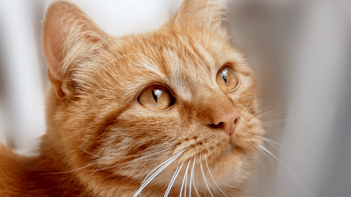 What's really going through your cat's mind when it stares at you?