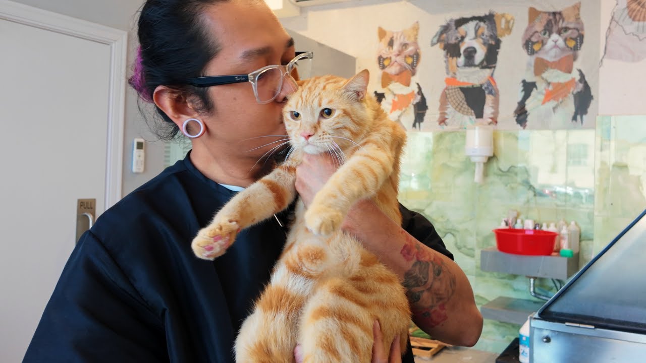 Gatto the "spicy" ginger cat