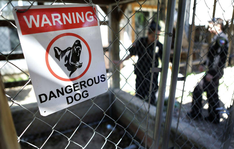 Family dog bites child in the head on far East Side, says Bexar sheriff ...