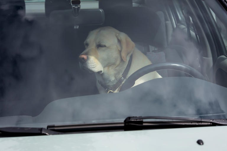 Hoosiers can now rescue pets from hot cars without liability