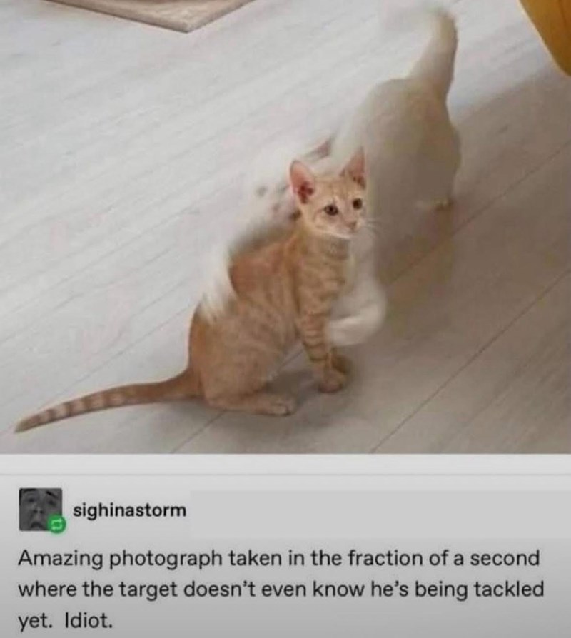 32 memes providing 32 different opportunities to laugh