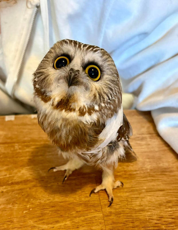 Adorable owl rescued in Massachusetts becomes internet sensation due to ...