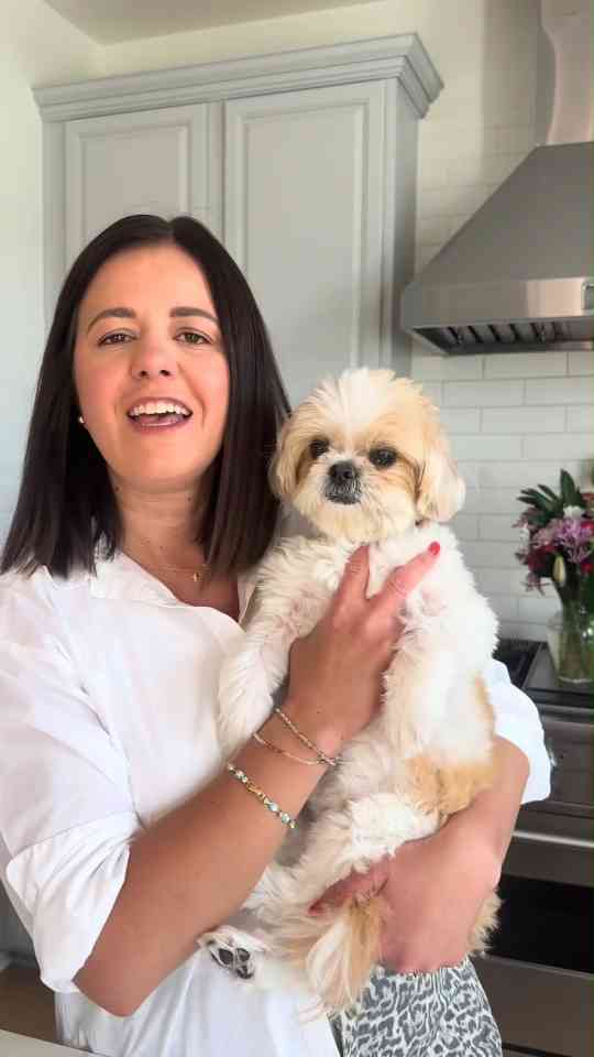 A Day In Stella The Shih Tzu Life