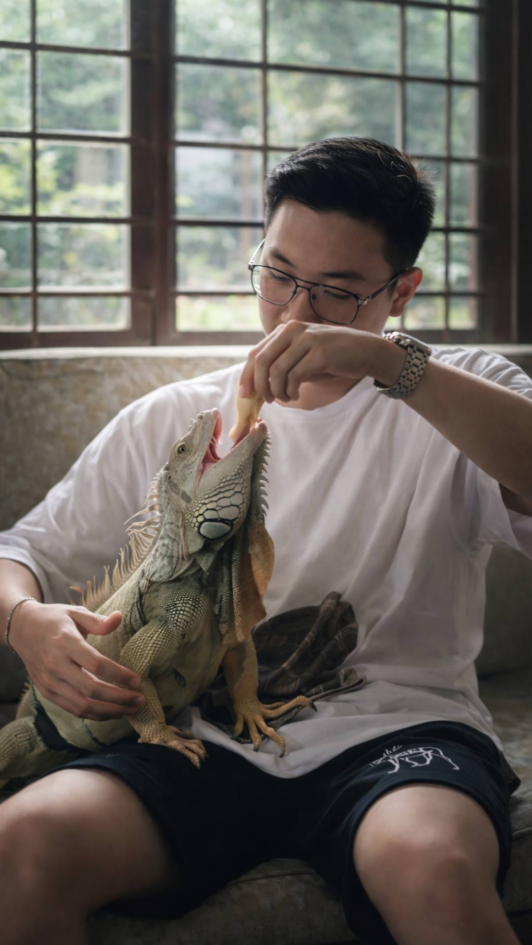 Mengapa iguana peliharaan ini sangat suka pisang