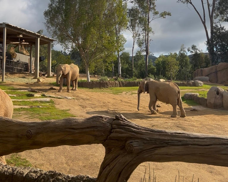 So close you can smell them: Elephant Valley finally open at San Diego ...