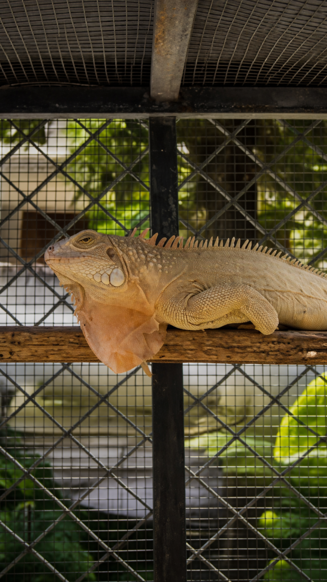 Warna morf iguana langka yang diimpikan para kolektor