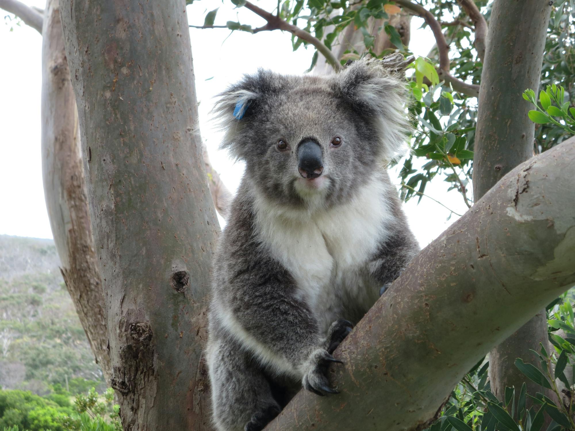 We thought inbred koalas were at risk of extinction. But what we ...