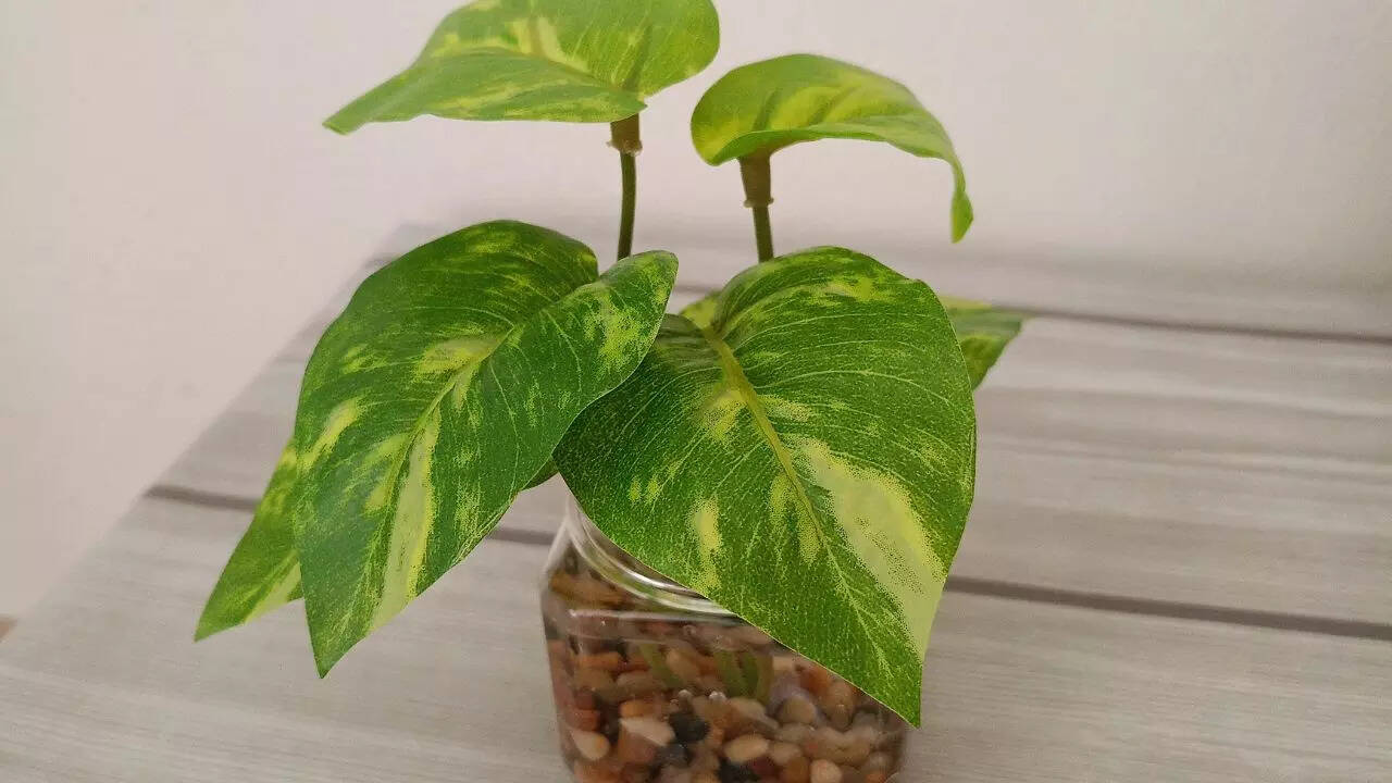 7 low-maintenance plants you can grow in water