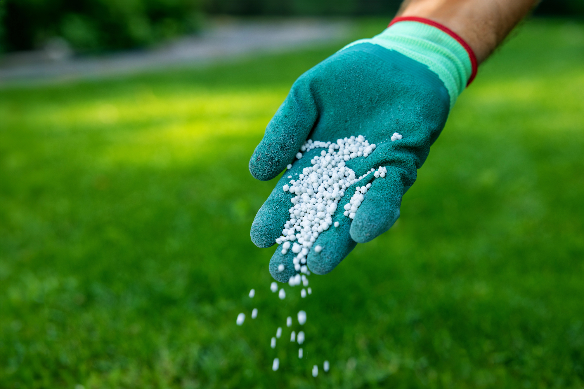 How to choose drought-tolerant grass seed that survives a hot summer
