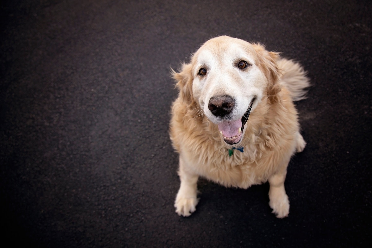 Senior golden retriever's welcome home greeting is every pet parent's dream