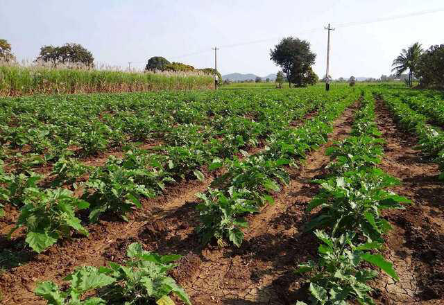 Transforming agriculture in northeast India: NECTAR's organic initiative