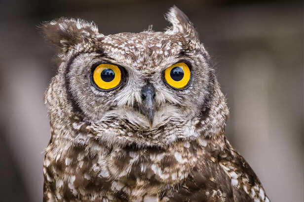Awake in the dark: 10 fascinating nocturnal animals