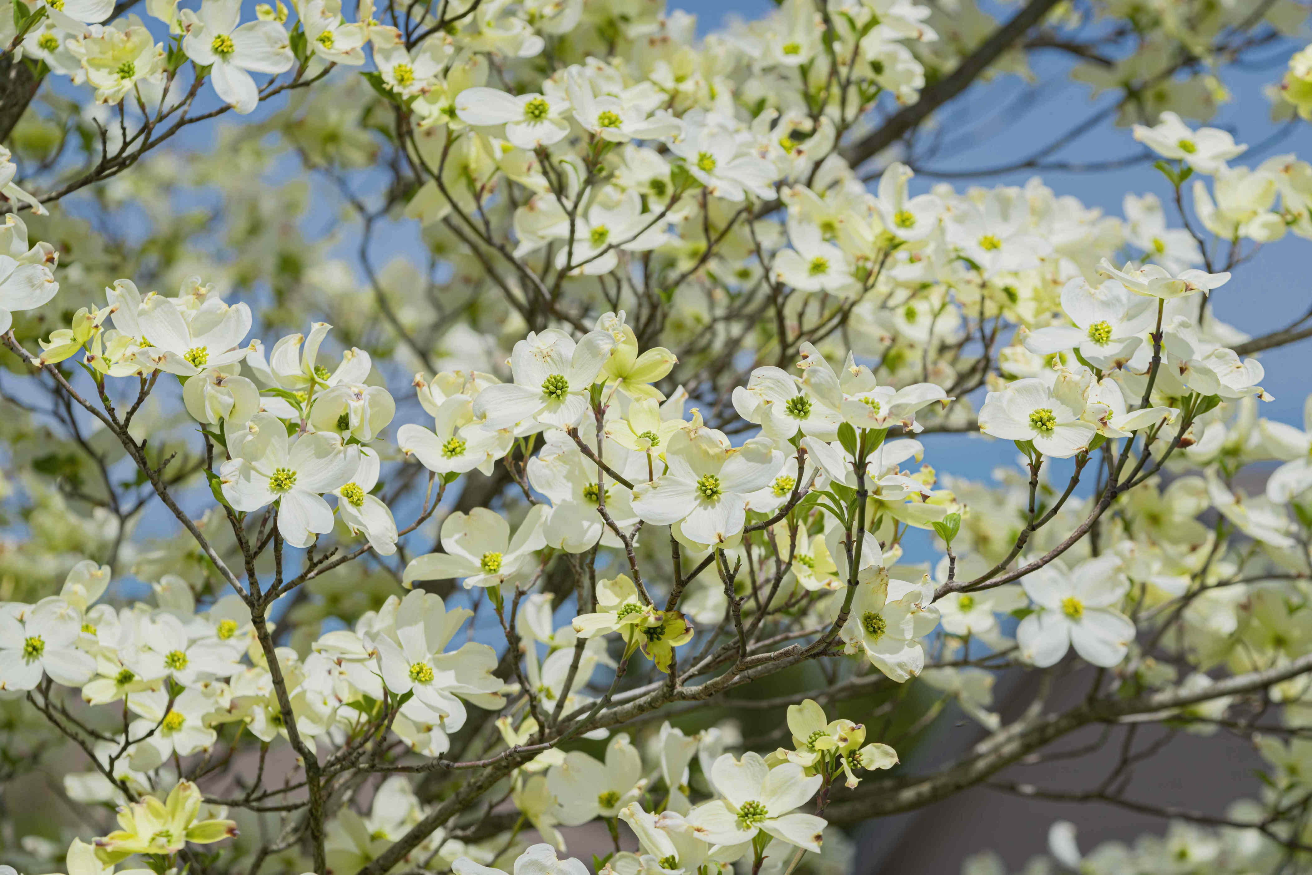 7 reasons your dogwood tree isn’t blooming—and what to do about it