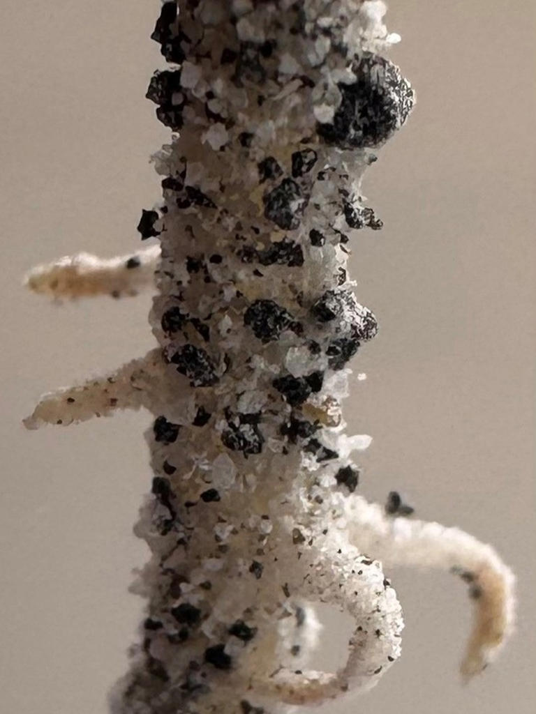 Chickpeas have successfully grown and been harvested in simulated moon dirt