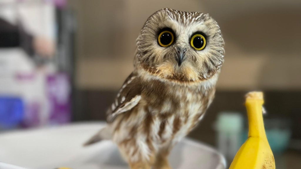 Adorable owl rescued in Massachusetts becomes internet sensation due to ...