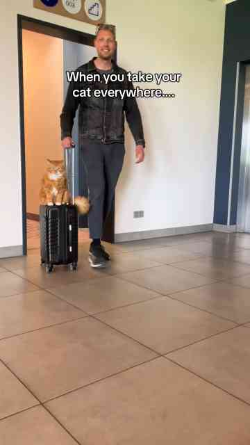 When the cat runs the world: a funny moment