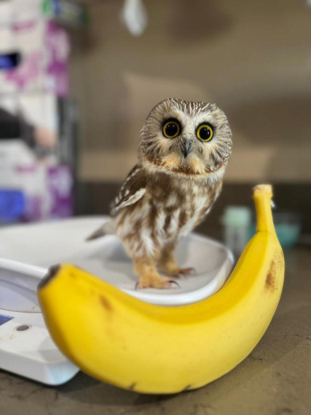 Adorable owl rescued in Massachusetts becomes internet sensation due to ...