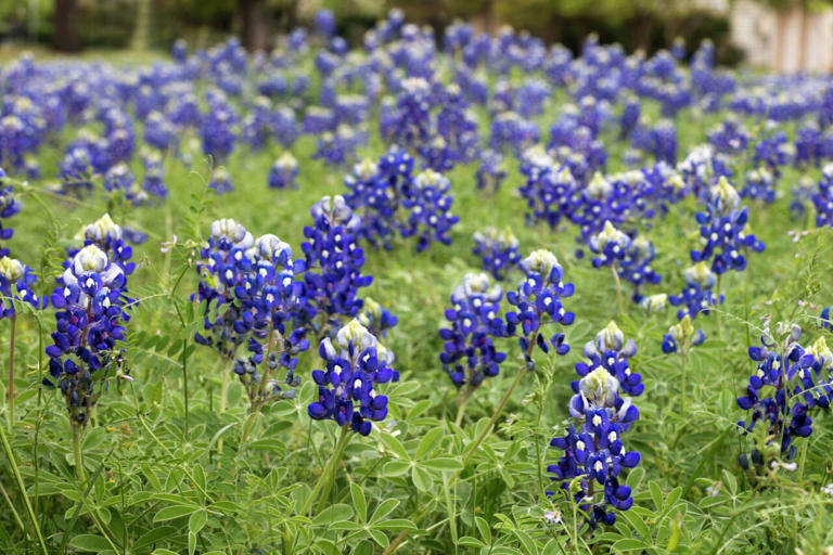 Lady Bird Johnson Wildflower Center issues 2026 wildflower forecast