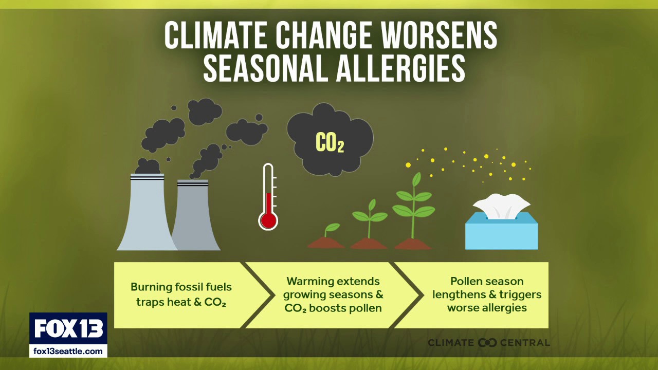 Longer growing seasons linked to worsening allergies, research finds