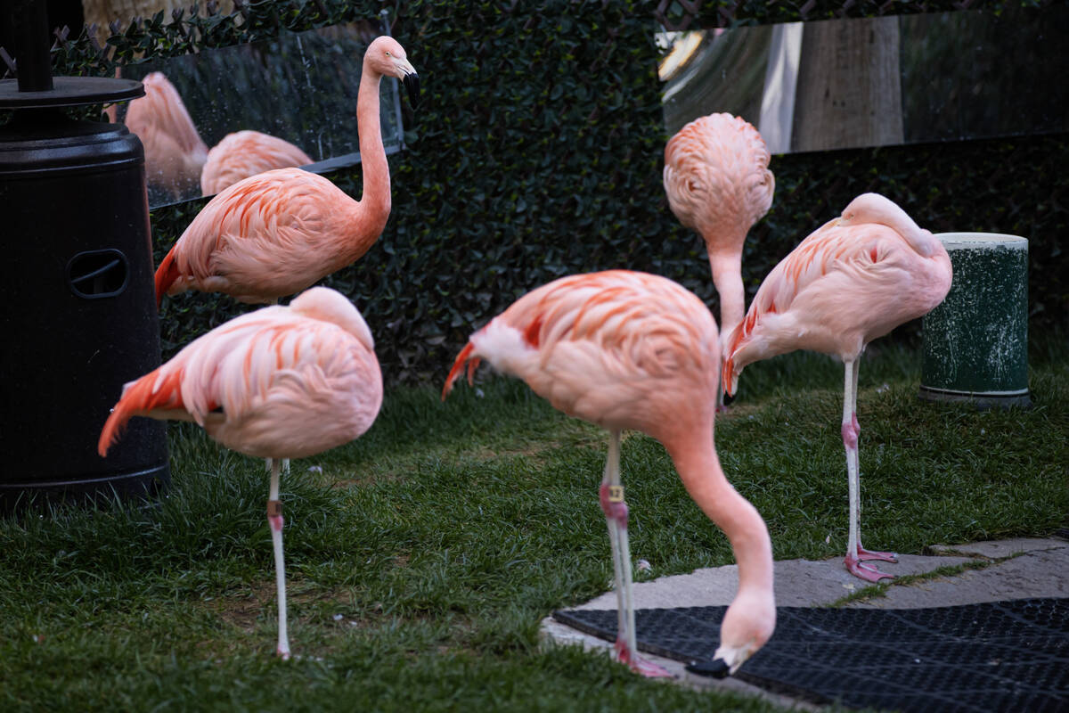 Tourist accused of bird-napping, torturing flamingo at iconic Strip ...