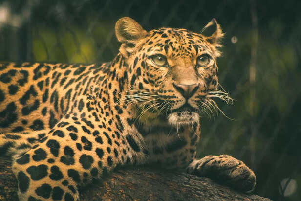 Awake in the dark: 10 fascinating nocturnal animals