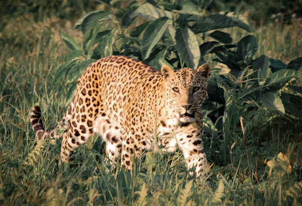 Awake in the dark: 10 fascinating nocturnal animals