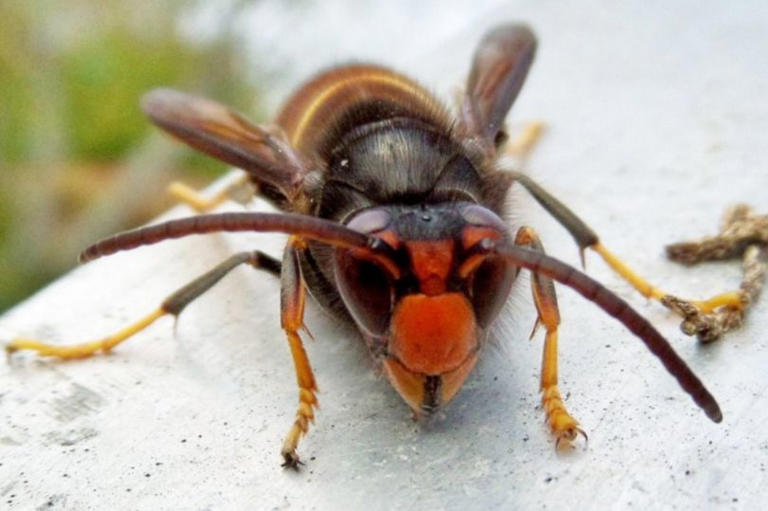 Asian Hornets 'invading' UK town - and 'all hell will break lose'
