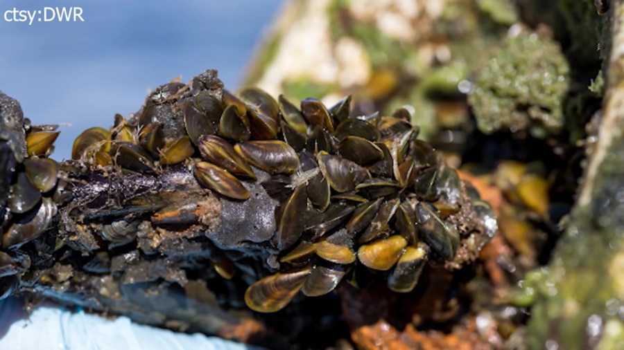 Golden mussel infestation: What can be done to stop its spread in Kern ...