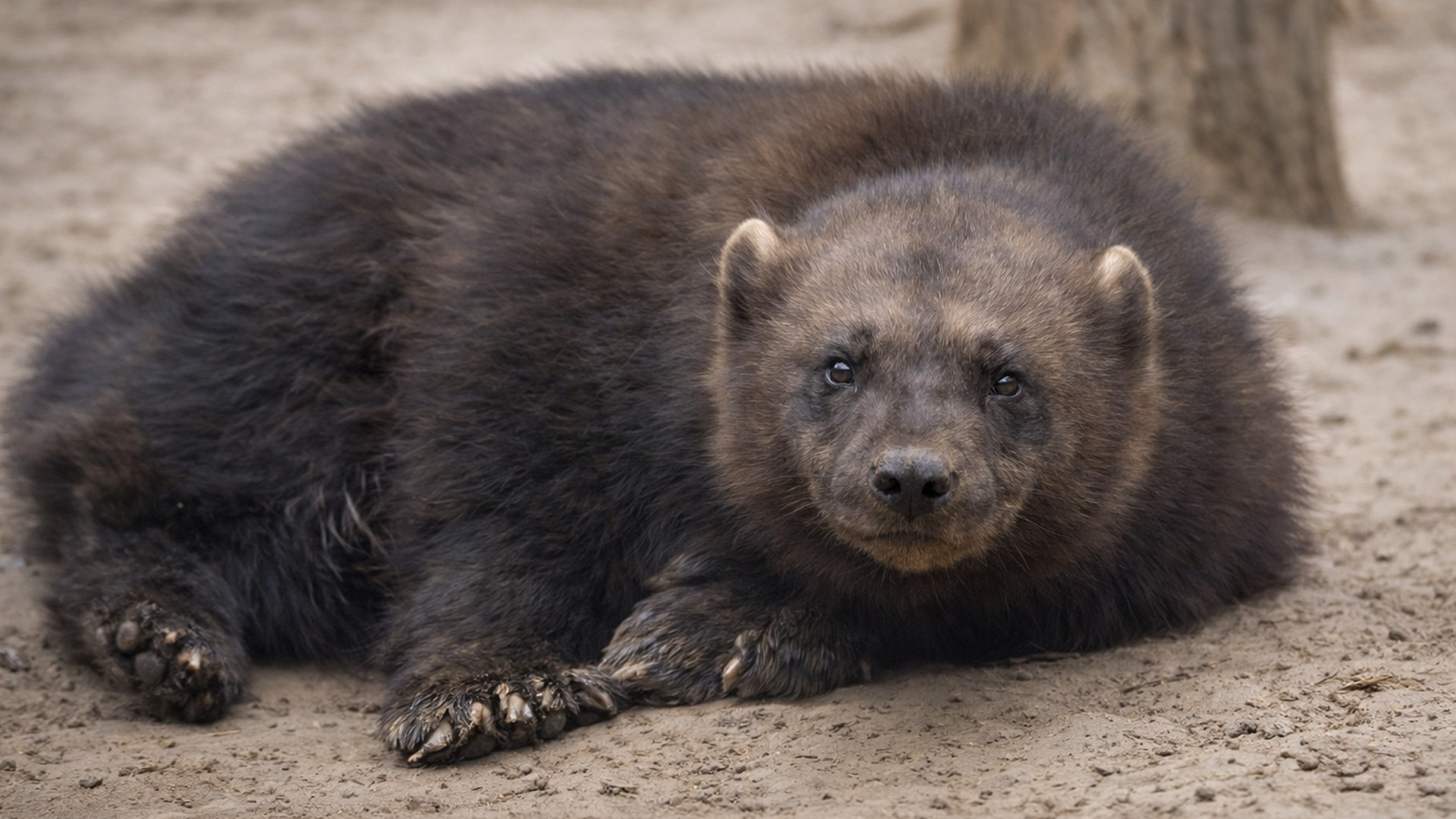 When this wolverine noticed me