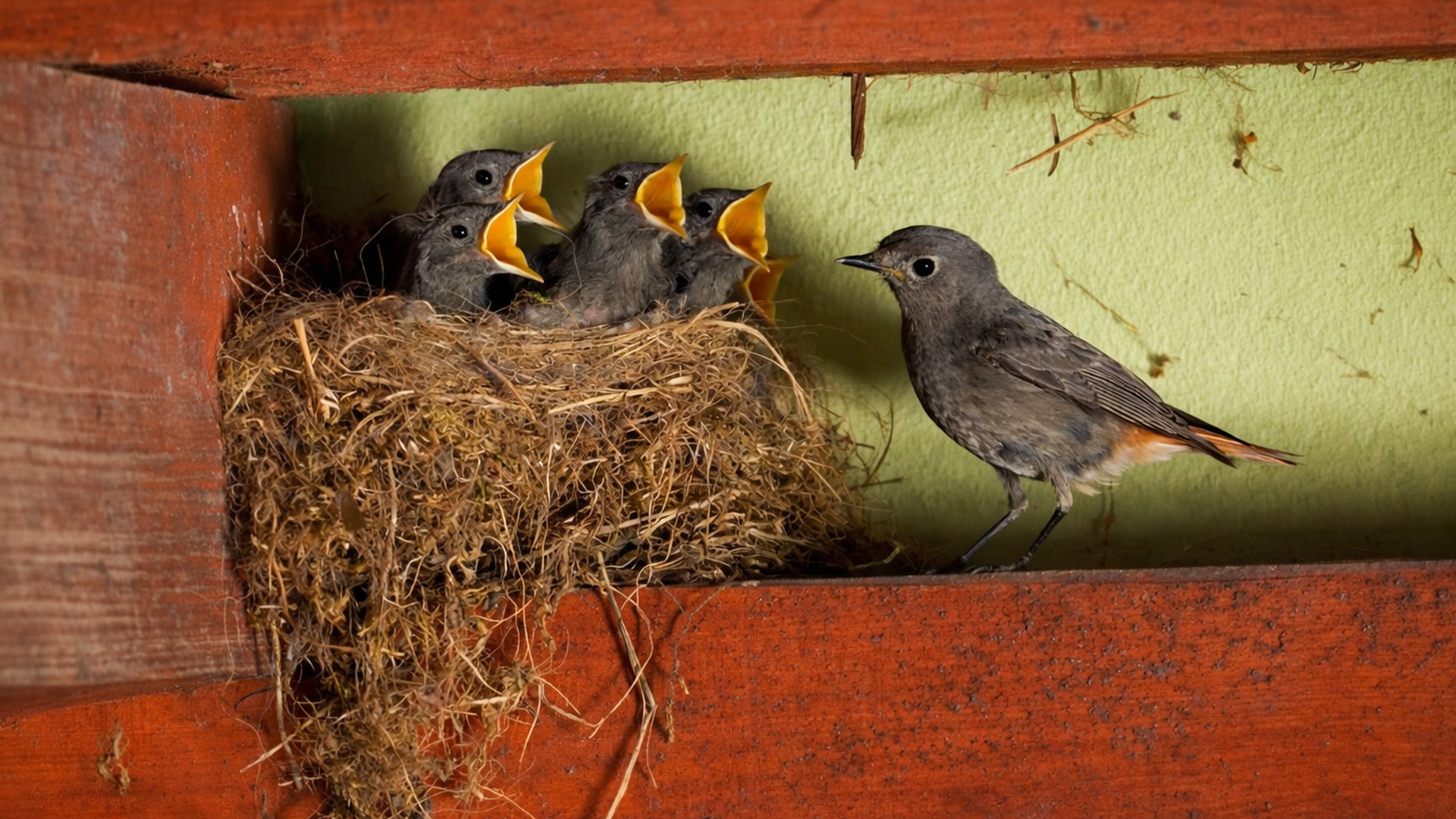A mother's daily mission to feed her chicks