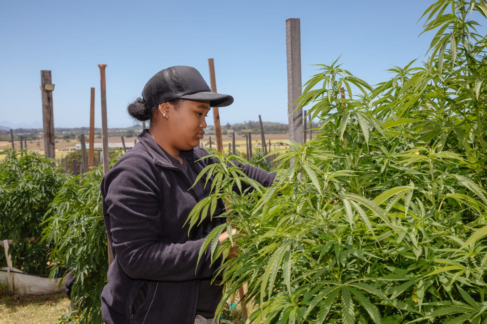 South Africa’s hemp sector tipped to generate $2.5 billion by 2040