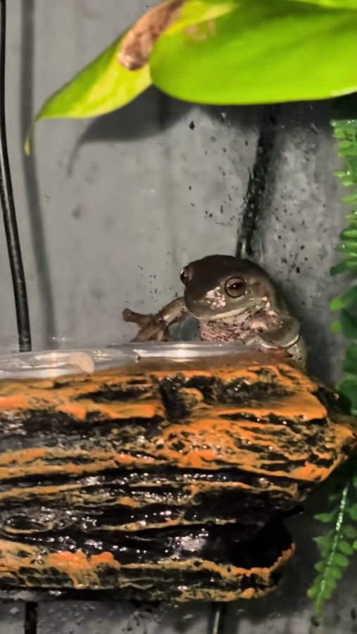 Just wait for it funny tree frog moment you did not expect