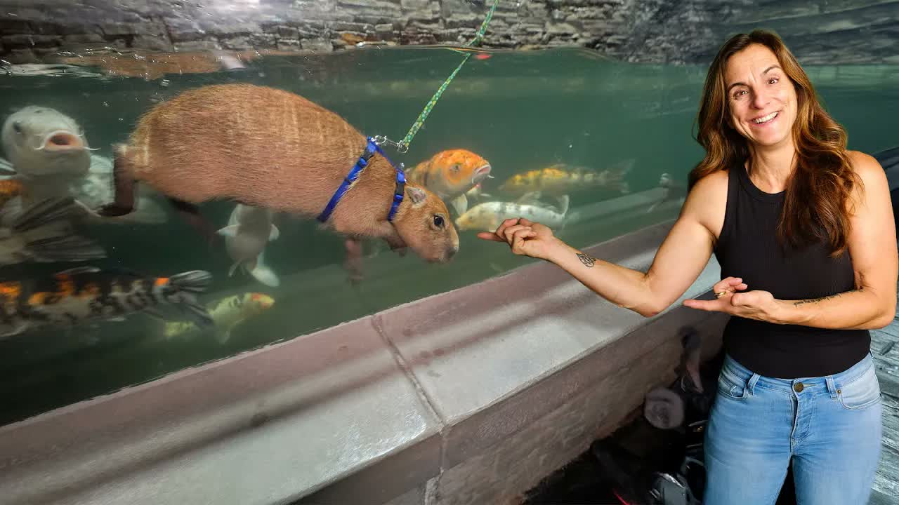 Baby capybara swims for the first time