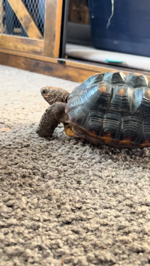 If it is in his path, he munches – funny tortoise pet moment