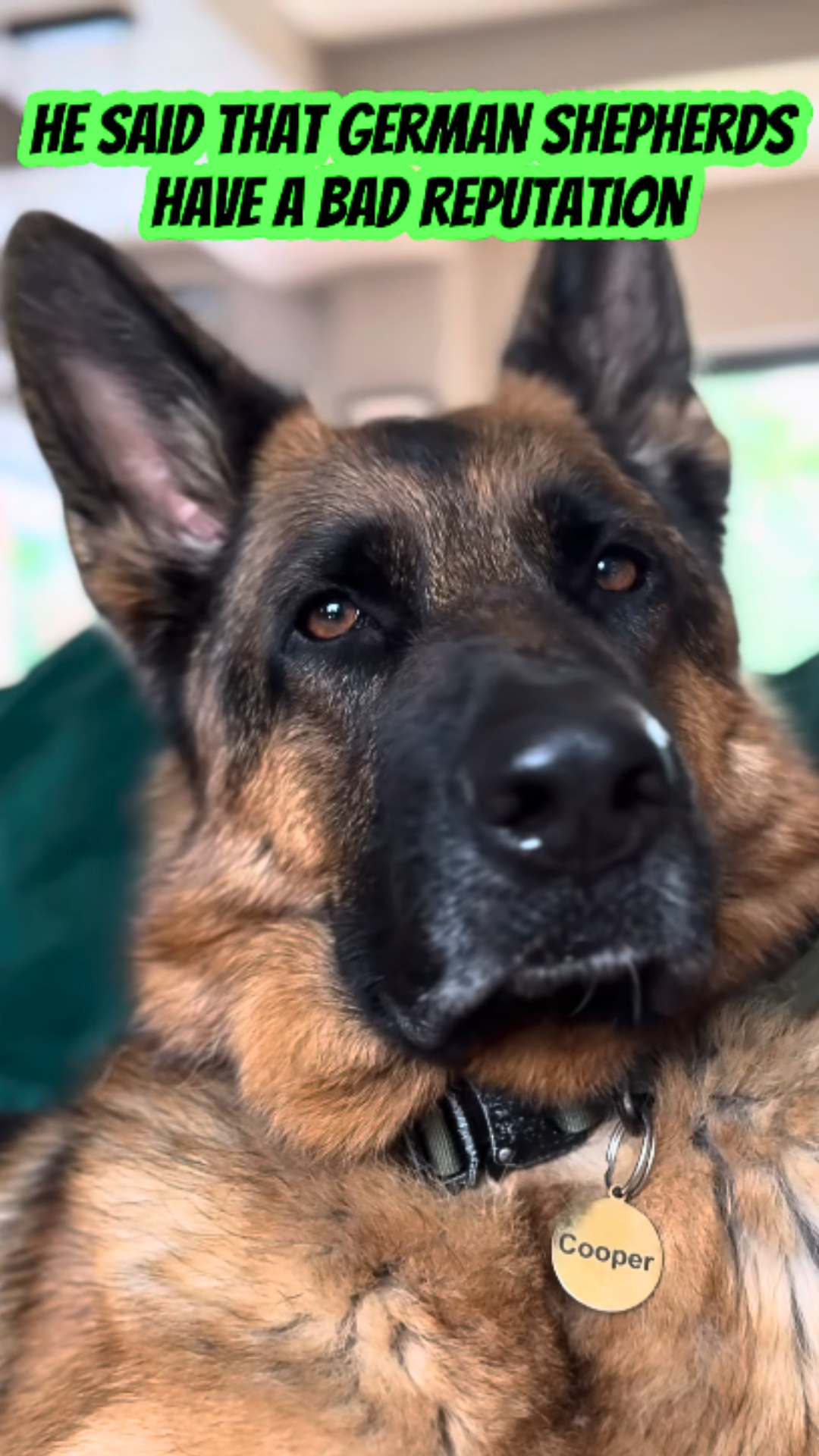German shepherd confesses why he feels bad