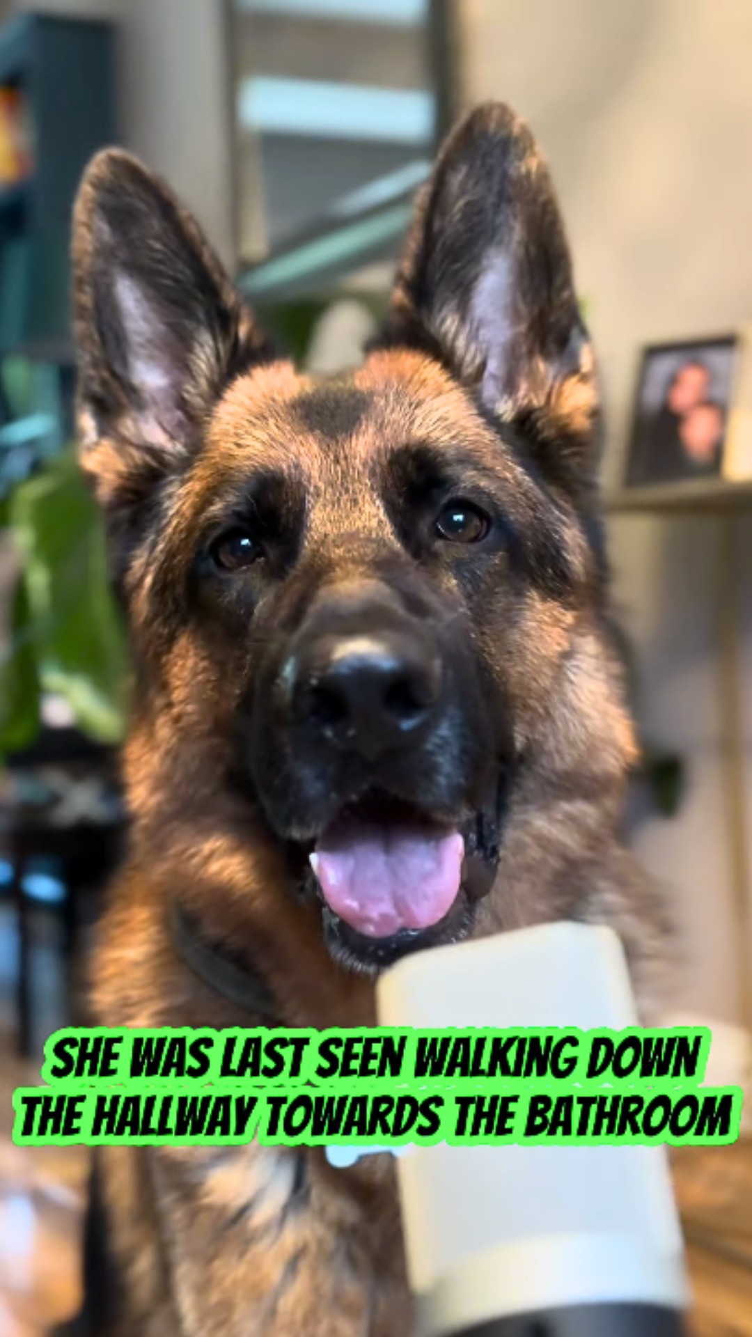 German shepherd Cooper shares a serious matter