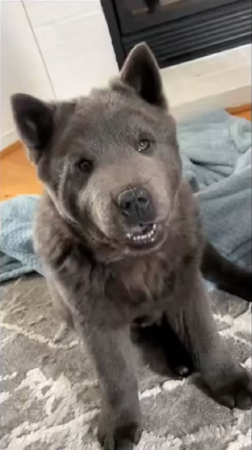 Thinking about the dog that feels like family to me
