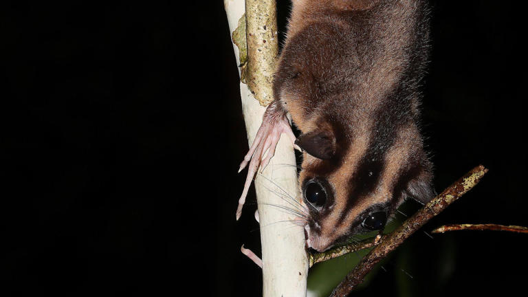 Tiny possum and glider thought extinct for 6,000 years found in remote ...