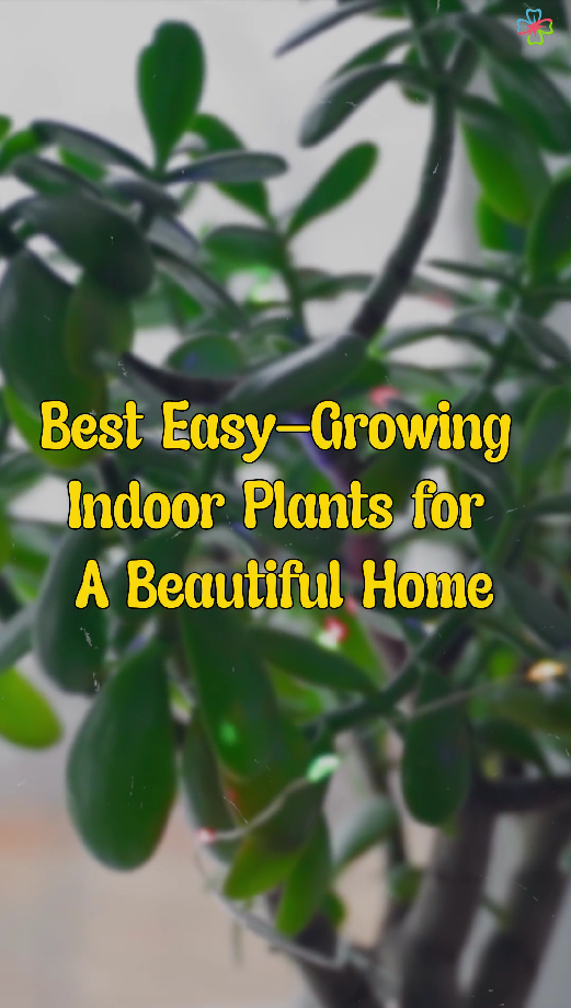 Easy indoor plants that instantly brighten your space