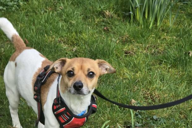 Meet the sweet but nervous little canine in need of a new family