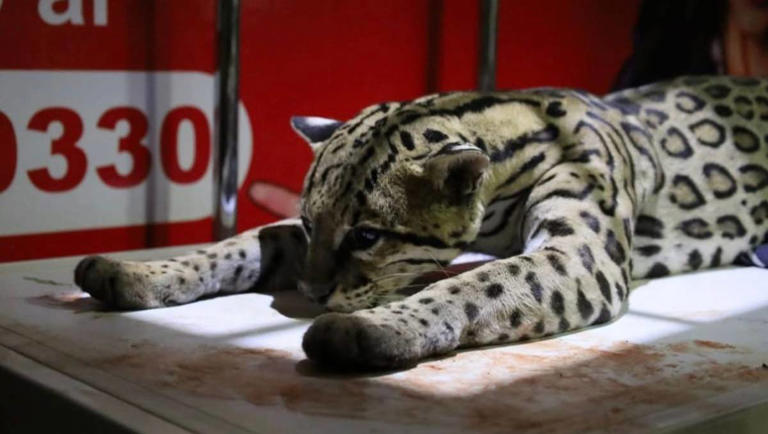 Rescatan a tigrillo que deambulaba en la calle en Oaxaca