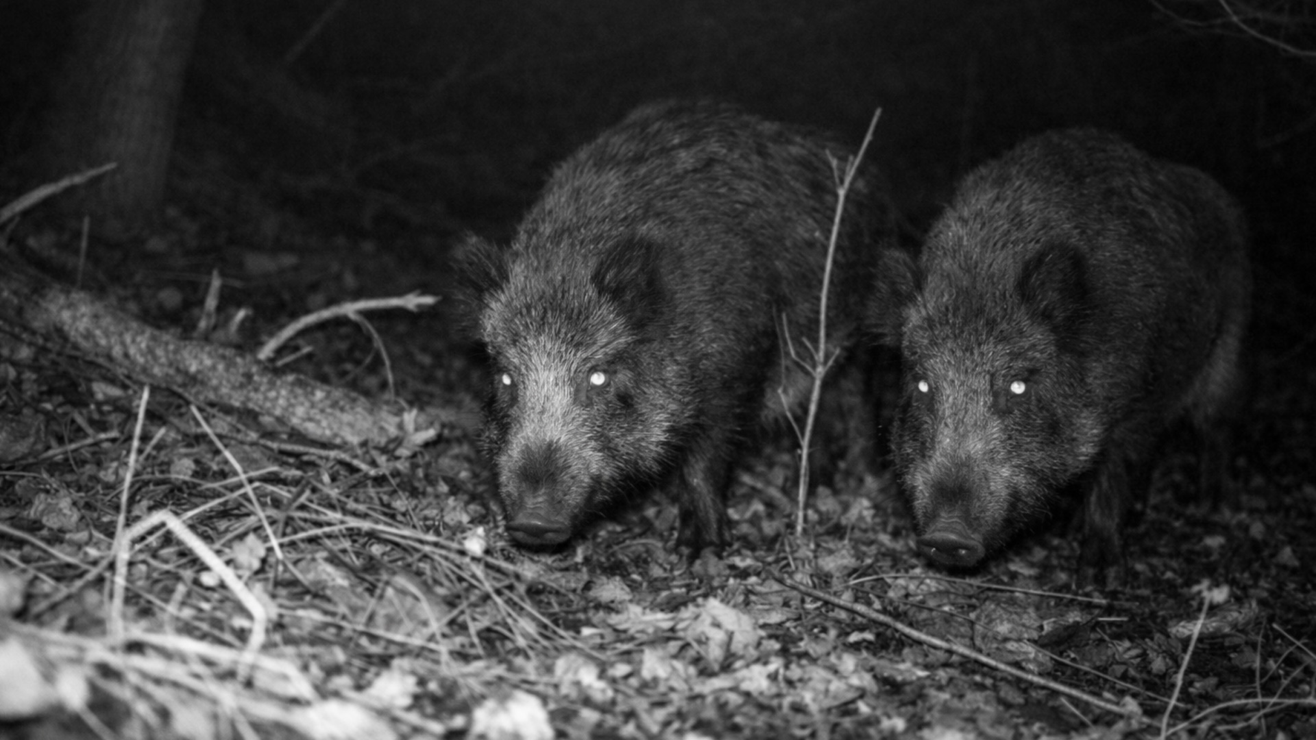 Nieuwsgierige groep wilde zwijnen reageert plotseling agressief