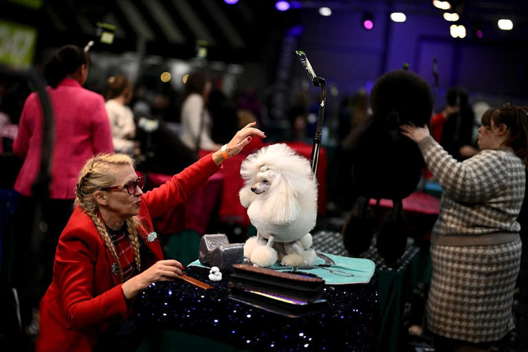 World’s biggest dog show Crufts opens in Britain