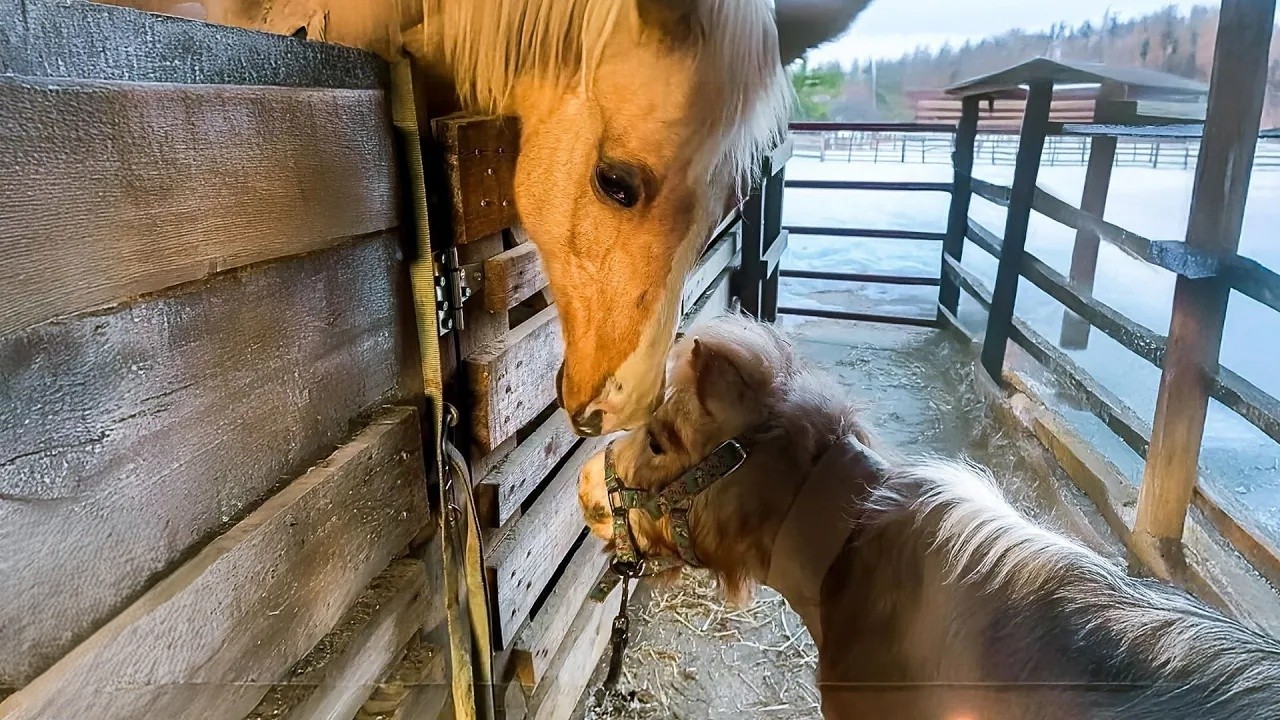 30-inch mini horse refuses to leave her big sister’s side