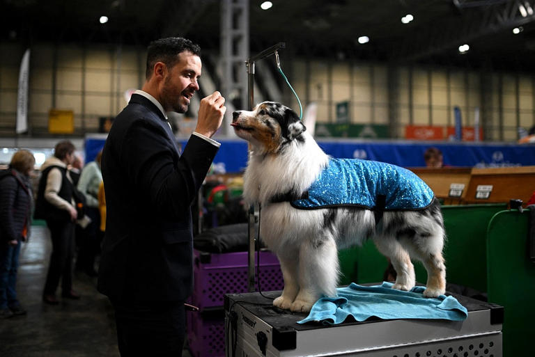 World’s biggest dog show Crufts opens in Britain